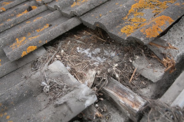 Swift Conservation News